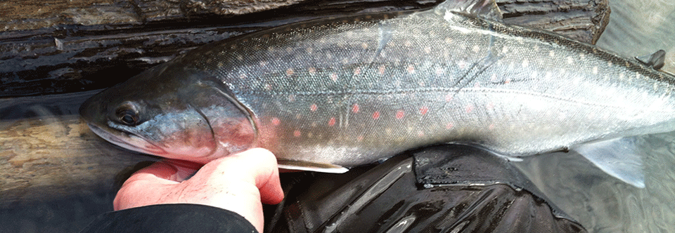 Bully! - BC Fishing Journal