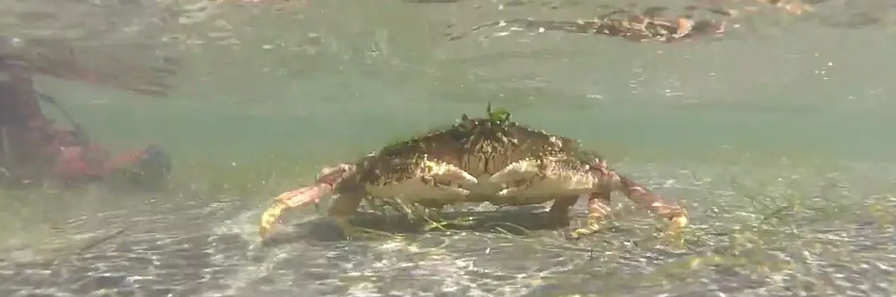 Crabbing with my hands! - BC Fishing Journal