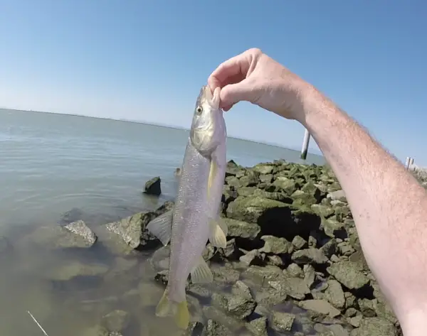 Pikeminnow Fishing - Garry Point Park - BC Fishing Journal