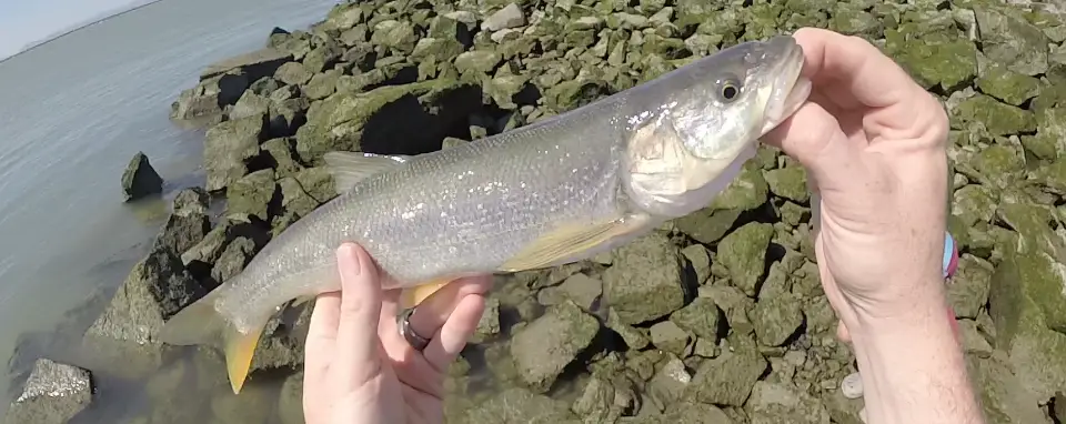 Pikeminnow Fishing - Garry Point Park - BC Fishing Journal