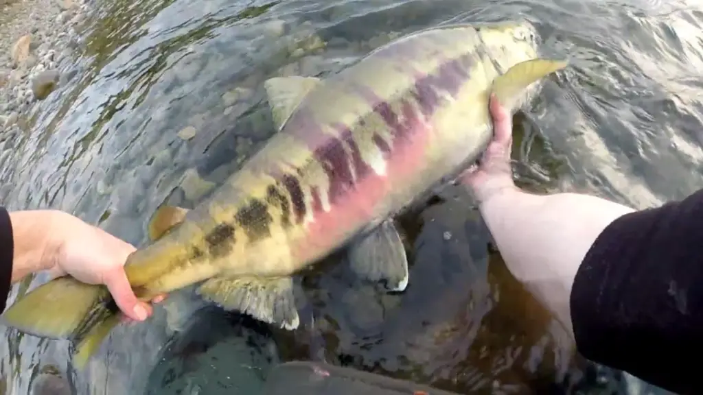 Fall Chum Salmon are here! - BC Fishing Journal