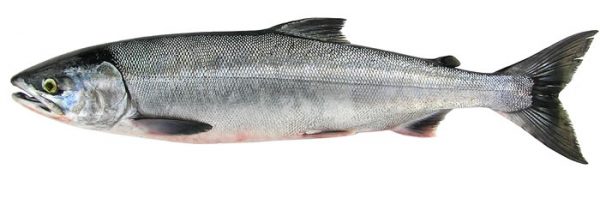 Pacific Salmon / Steelhead Identification and Lifecycle - BC Fishing ...