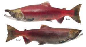 Pacific Salmon / Steelhead Identification and Lifecycle - BC Fishing ...