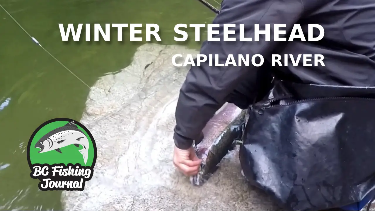 Capilano River Winter Steelhead - BC Fishing Journal