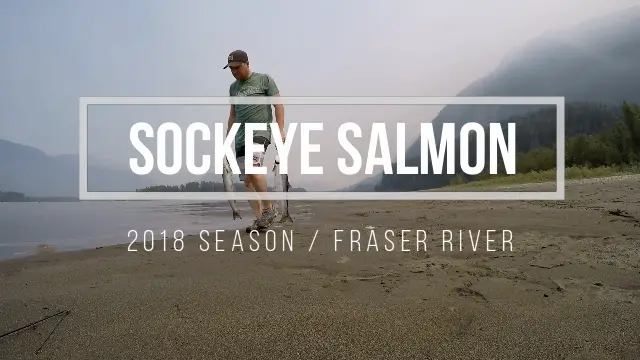 Fishing Sockeye Salmon in the Fraser River - BC Fishing Journal