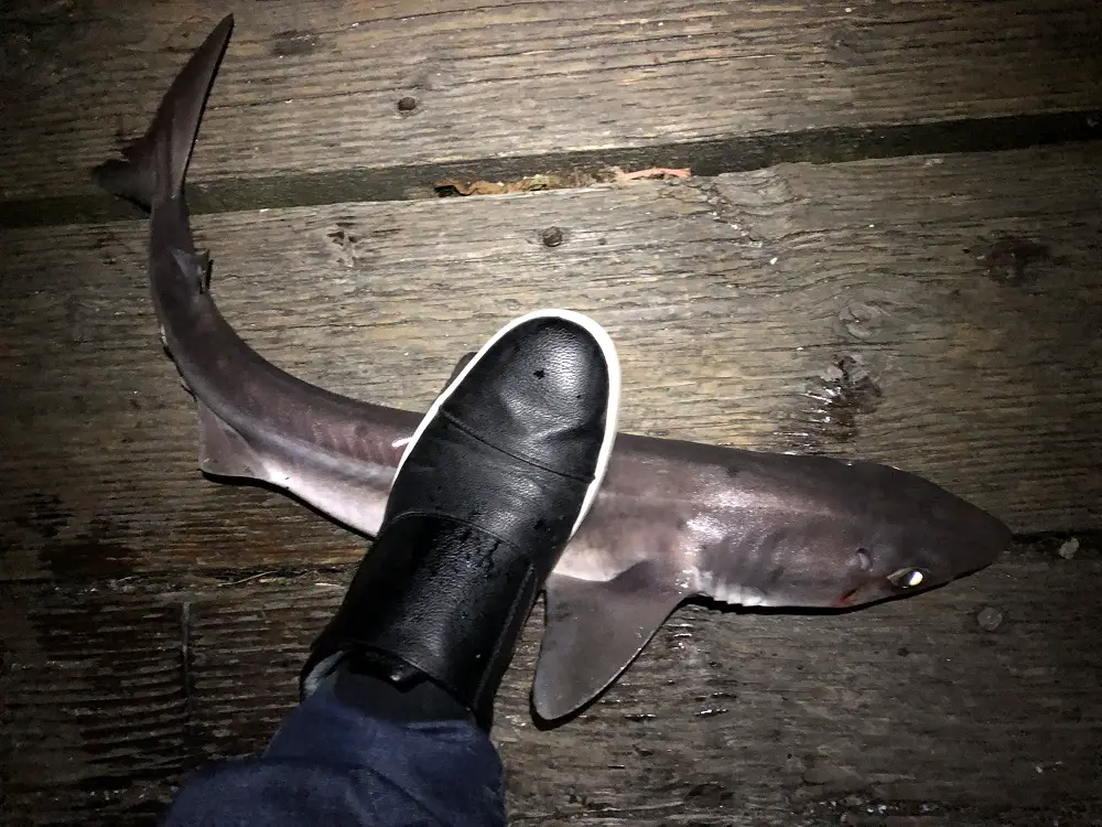 Pier Fishing for Dogfish Sharks - BC Fishing Journal