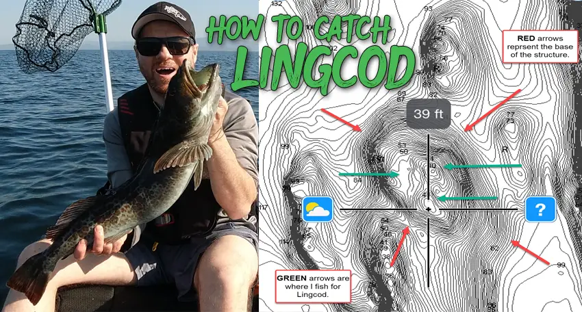 How to catch Lingcod via habitat and gear - BC Fishing Journal