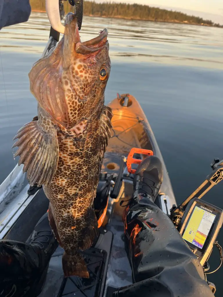 Fishing for Lingcod and Rockfish for Season Opener - BC Fishing Journal