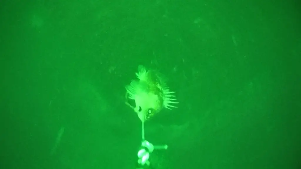 How to catch Rockfish with small Swim Jigs - BC Fishing Journal