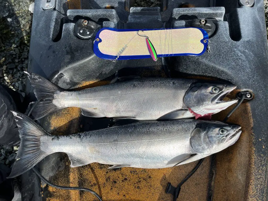 Coho Limits in Mid September - BC Fishing Journal